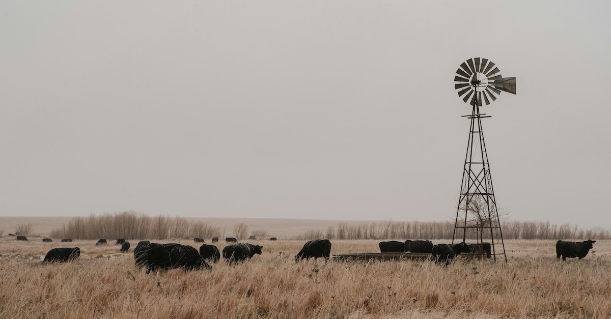 Kansas Mobile ID Updates